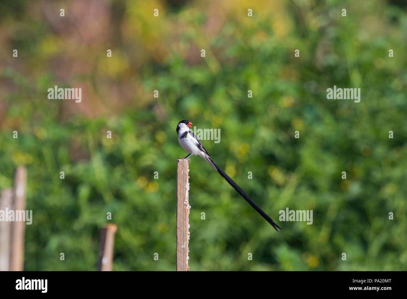 Pin-tailed Whydah (Vidua macroura Stock Photo - Alamy