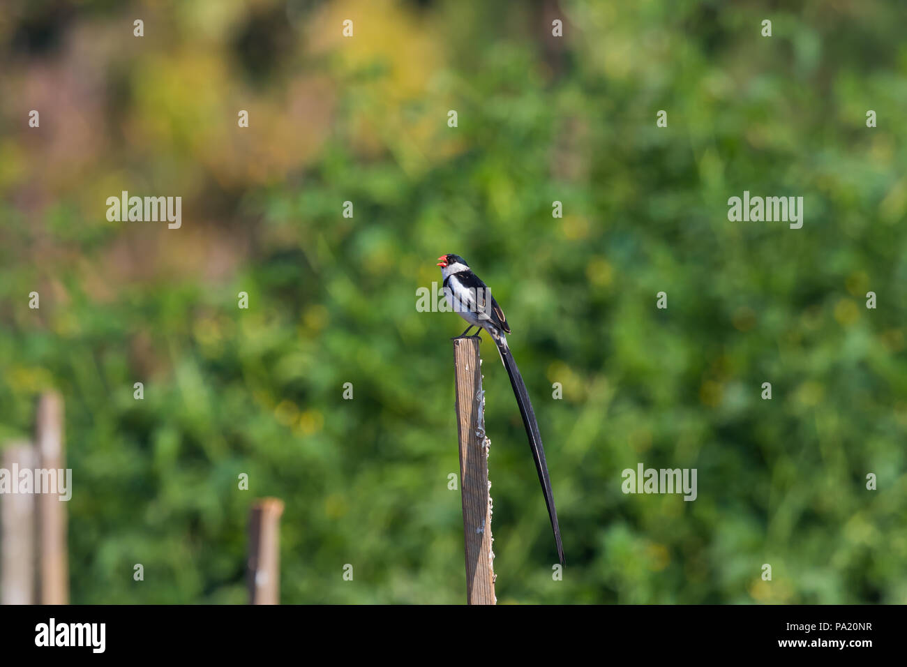 Pin-tailed Whydah (Vidua macroura Stock Photo - Alamy