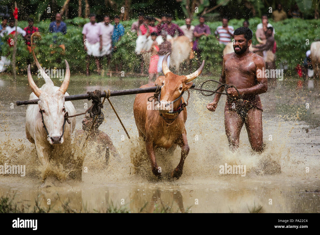 Maramadi, the traditional bull racing event, held every year in the ...