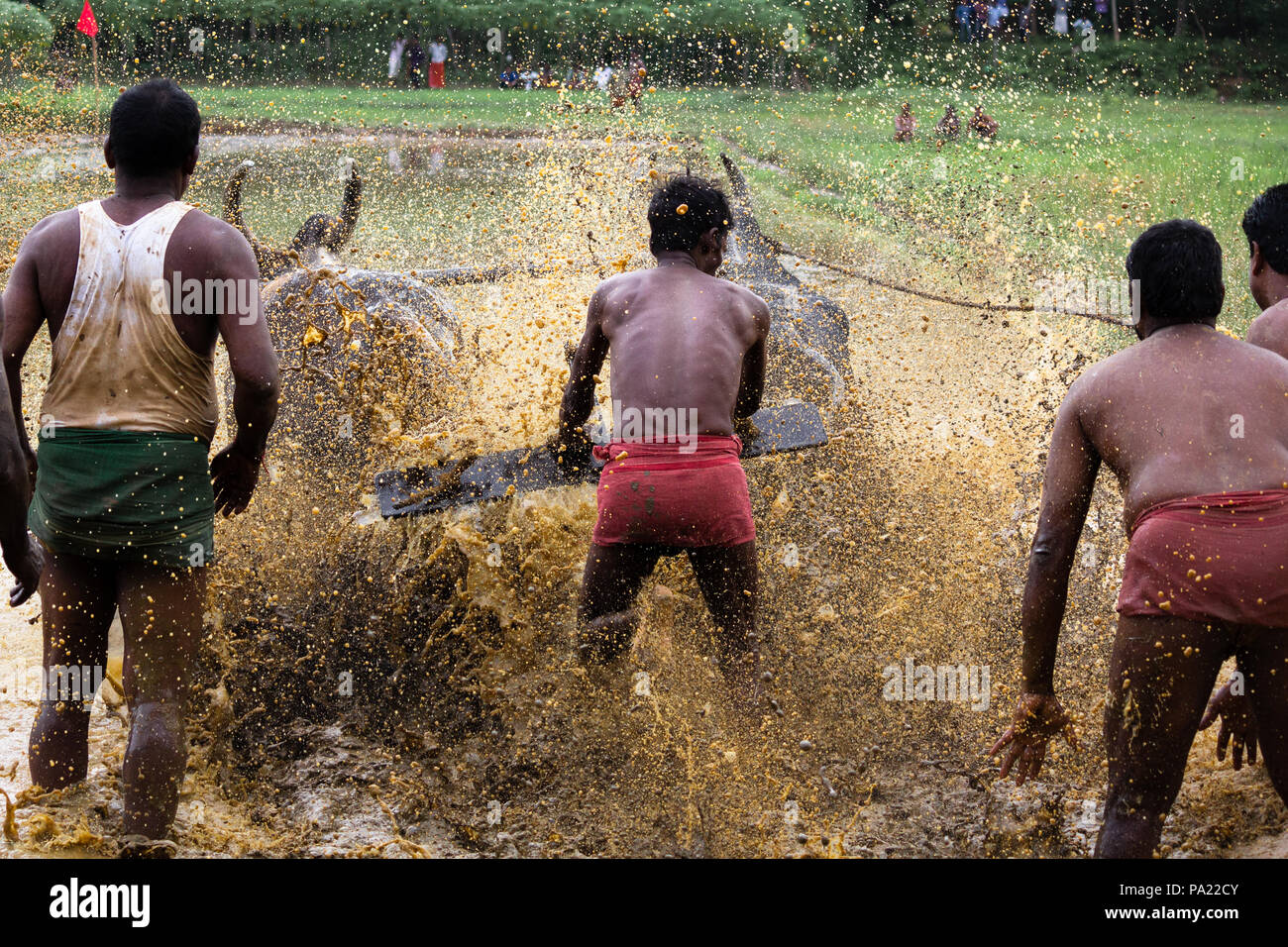 Maramadi, the traditional bull racing event, held every year in the ...