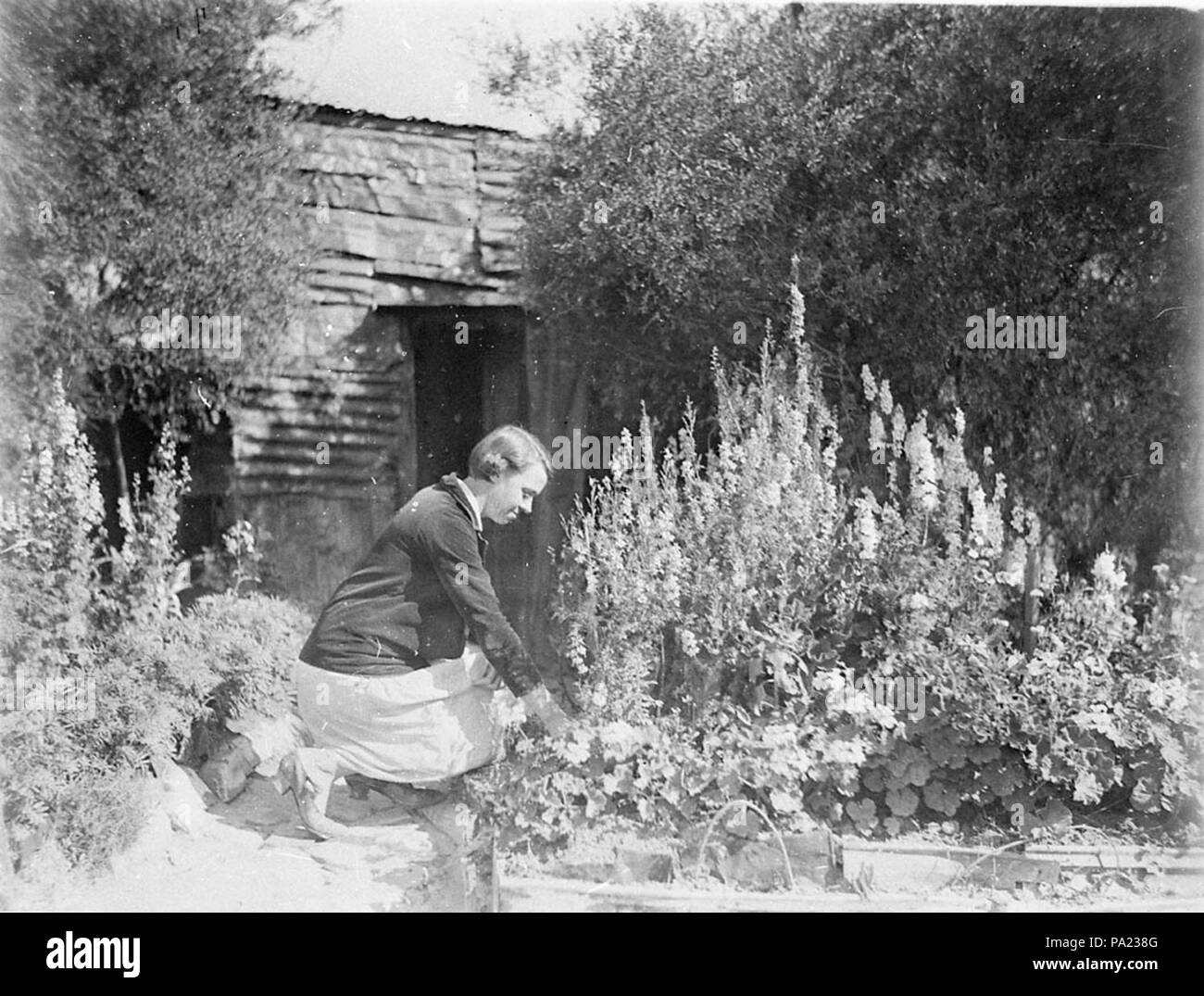 Woman tending to garden Black and White Stock Photos & Images - Alamy