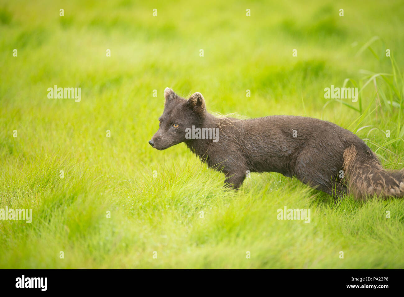 Arctic Fox (blue morph), Kuril Islands Stock Photo - Alamy