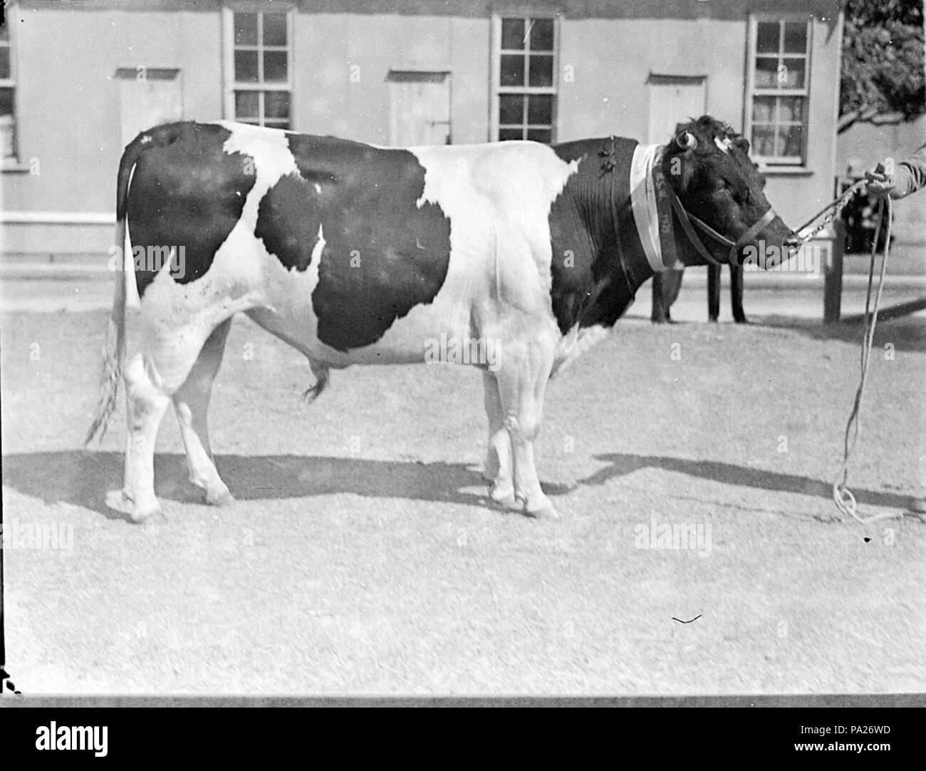 260 SLNSW 34945 Friesian Bull Stock Photo - Alamy