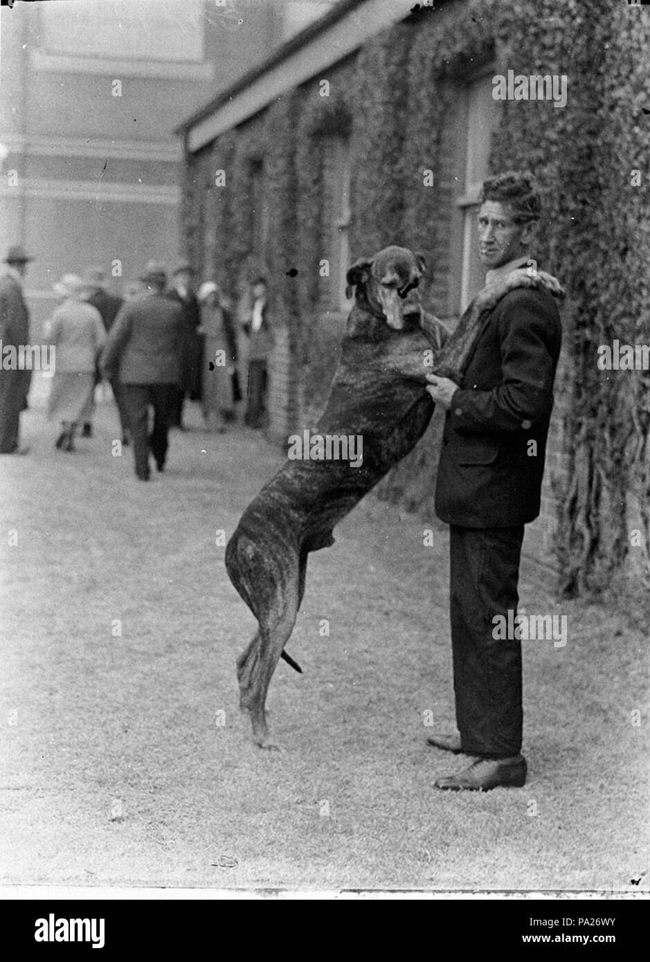 Great dane portrait Black and White Stock Photos & Images - Alamy