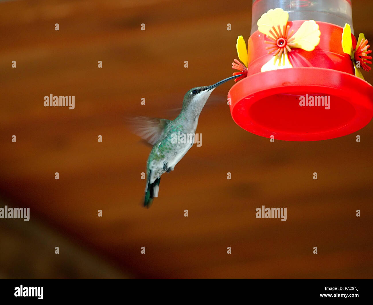 Hummingbird garden hi-res stock photography and images - Alamy