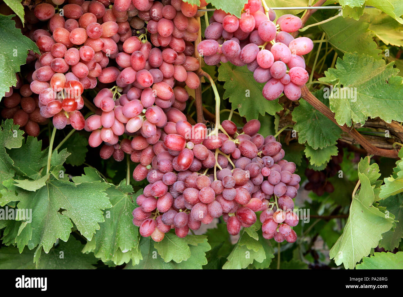 Agerf 0110 hi-res stock photography and images - Alamy