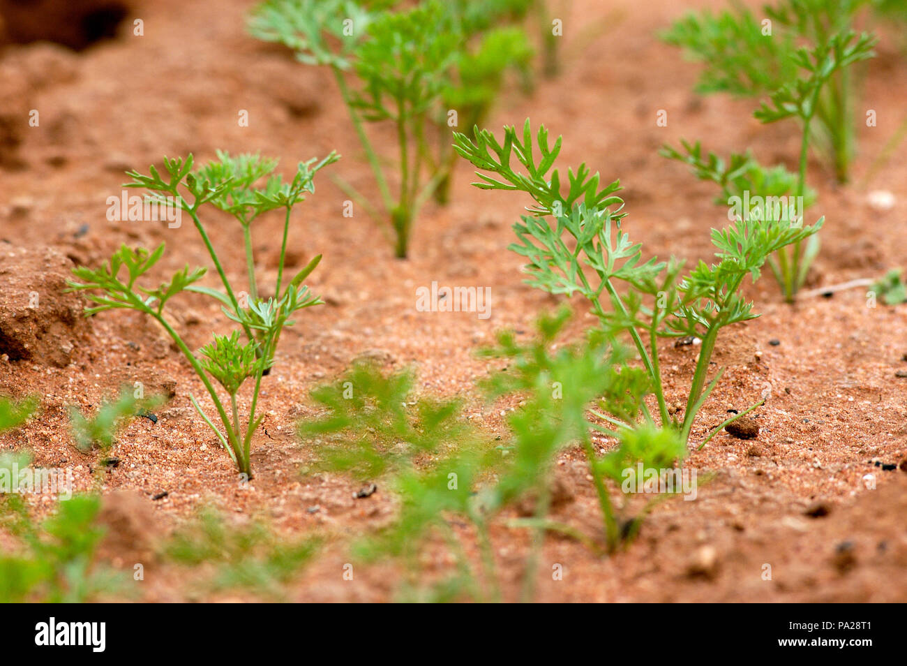 Agriculture irrigated carrot field hi-res stock photography and images ...