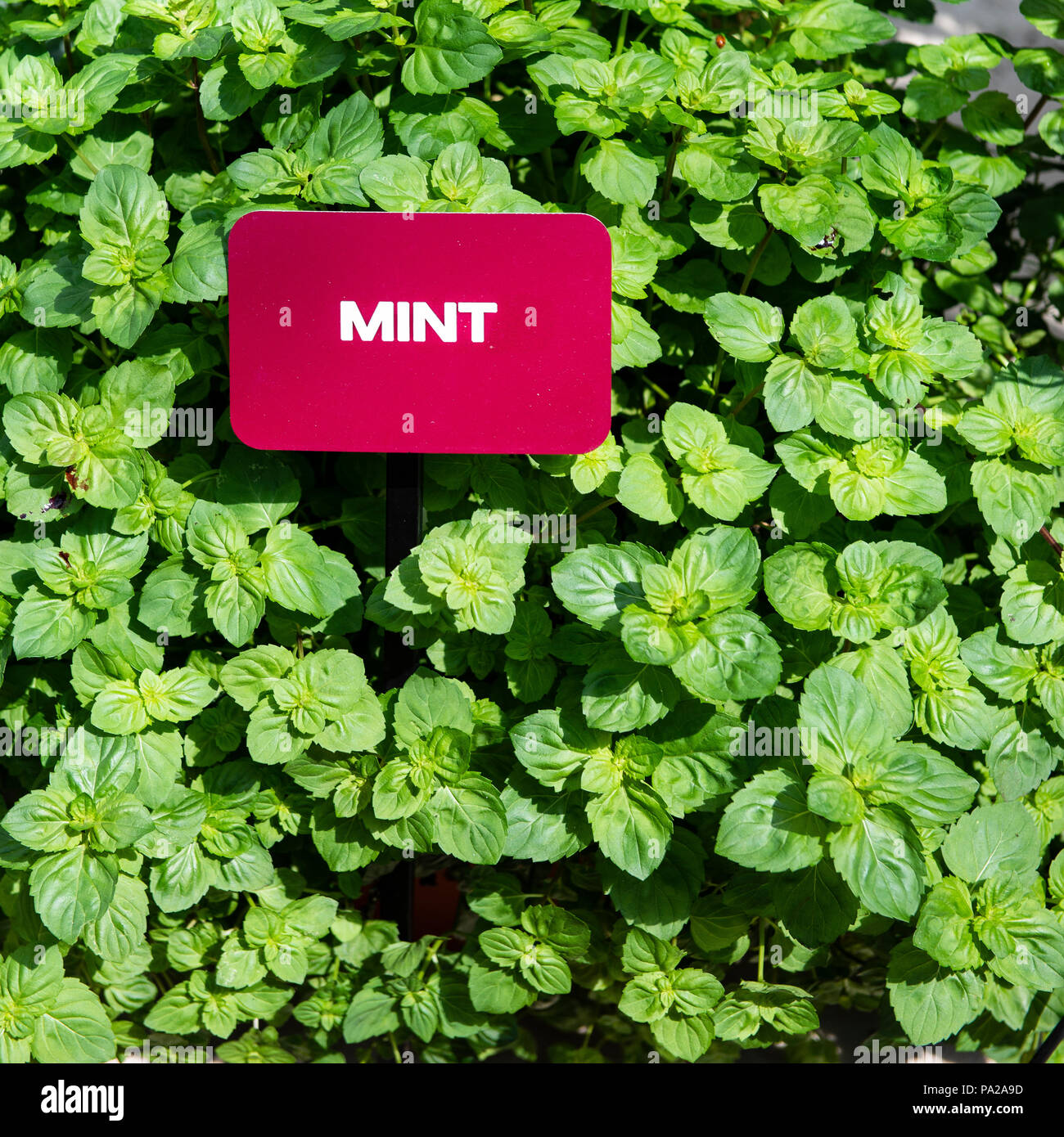Full frame of Mint plants, healthy green, growing in the experimental ...