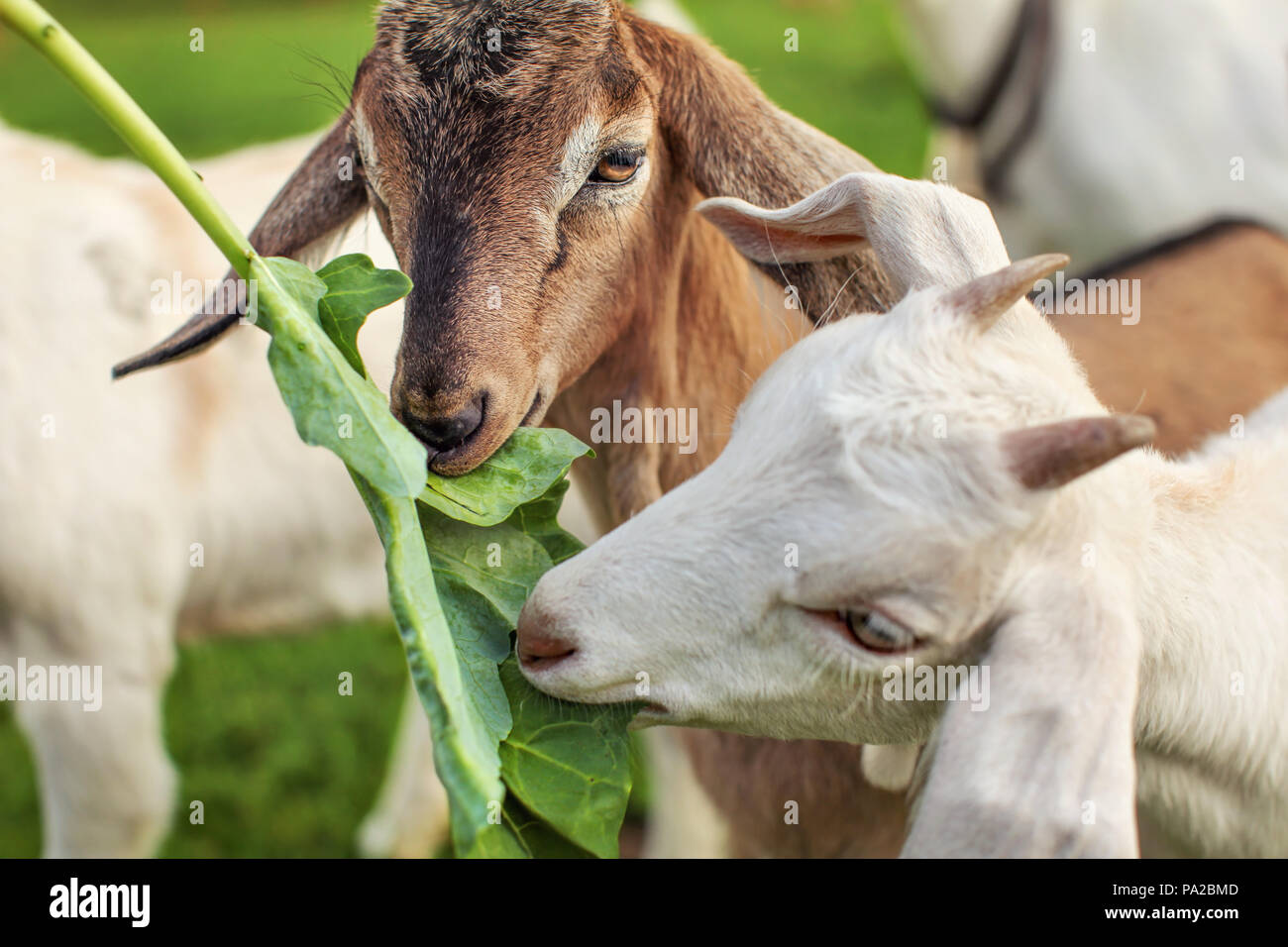 Kids feeding small baby goat hi-res stock photography and images - Alamy