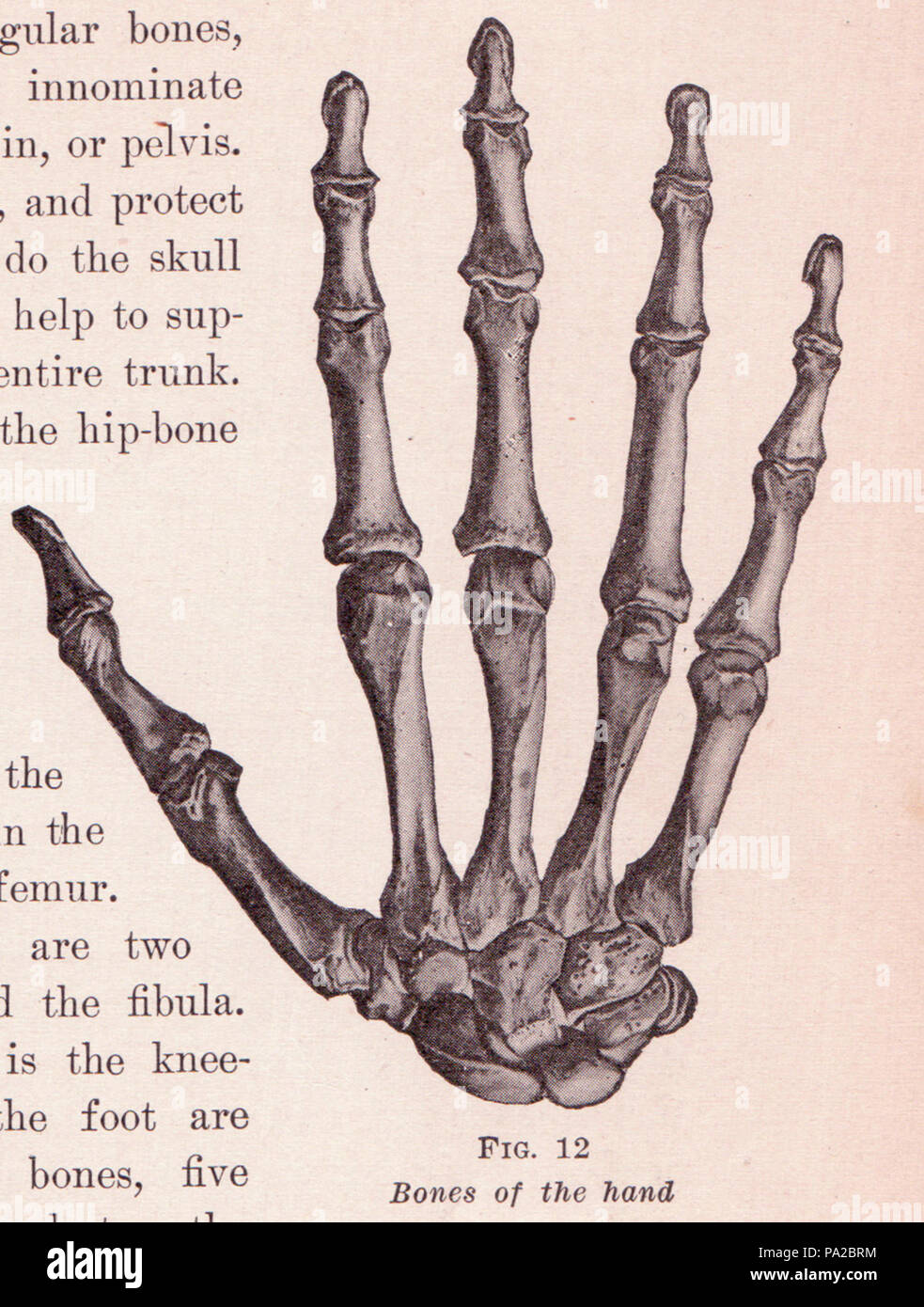 216 Bones in Hand Stock Photo - Alamy