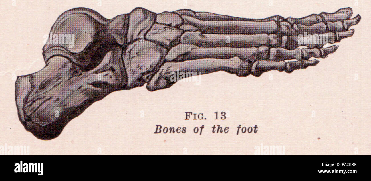 216 Bones of Foot Stock Photo - Alamy