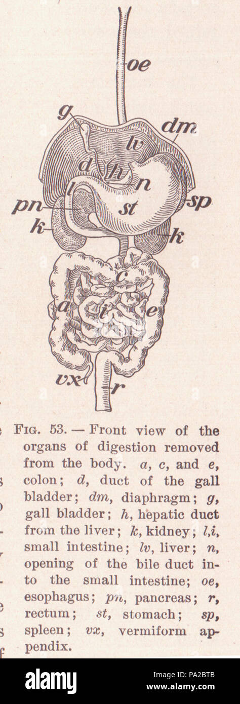 Human digestive gastrointestinal tract hi-res stock photography and ...