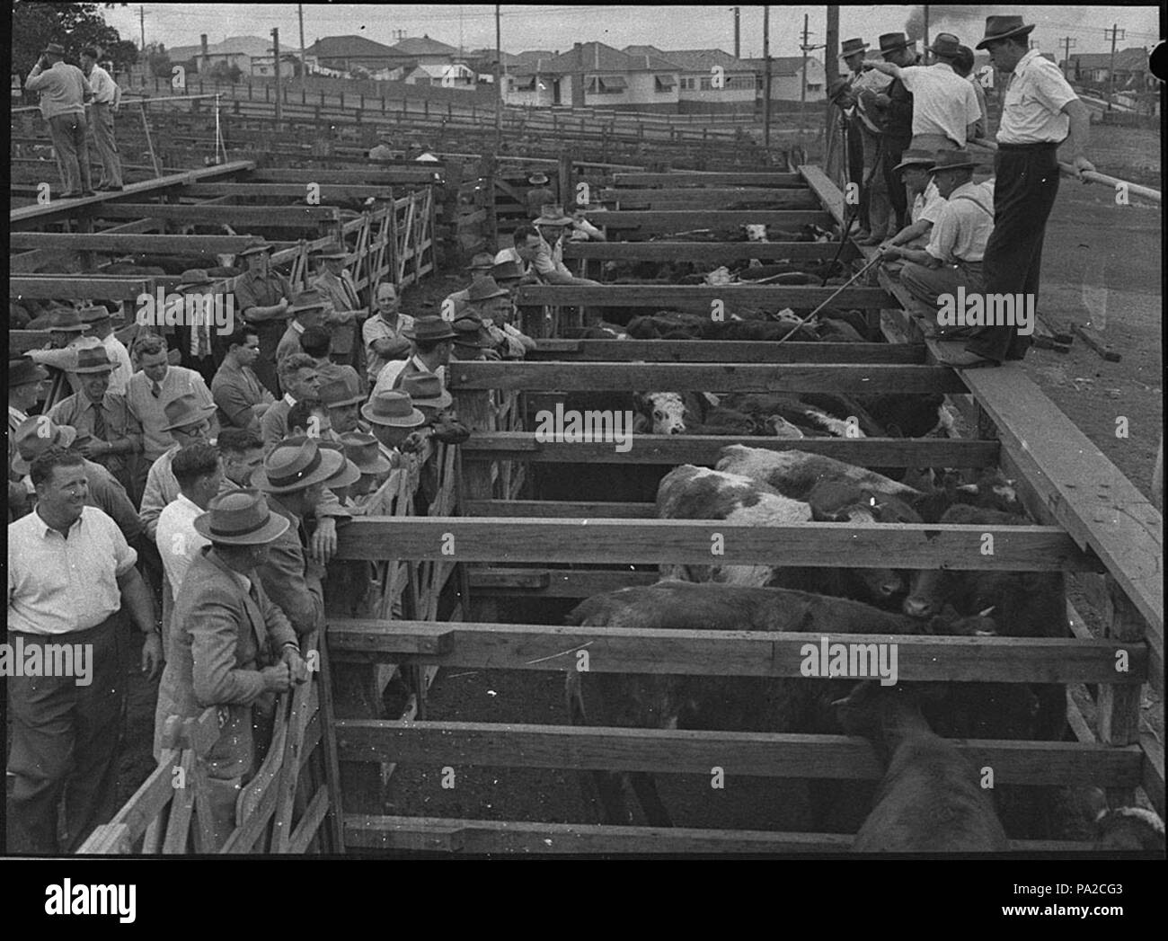 Cattle market Black and White Stock Photos & Images - Alamy