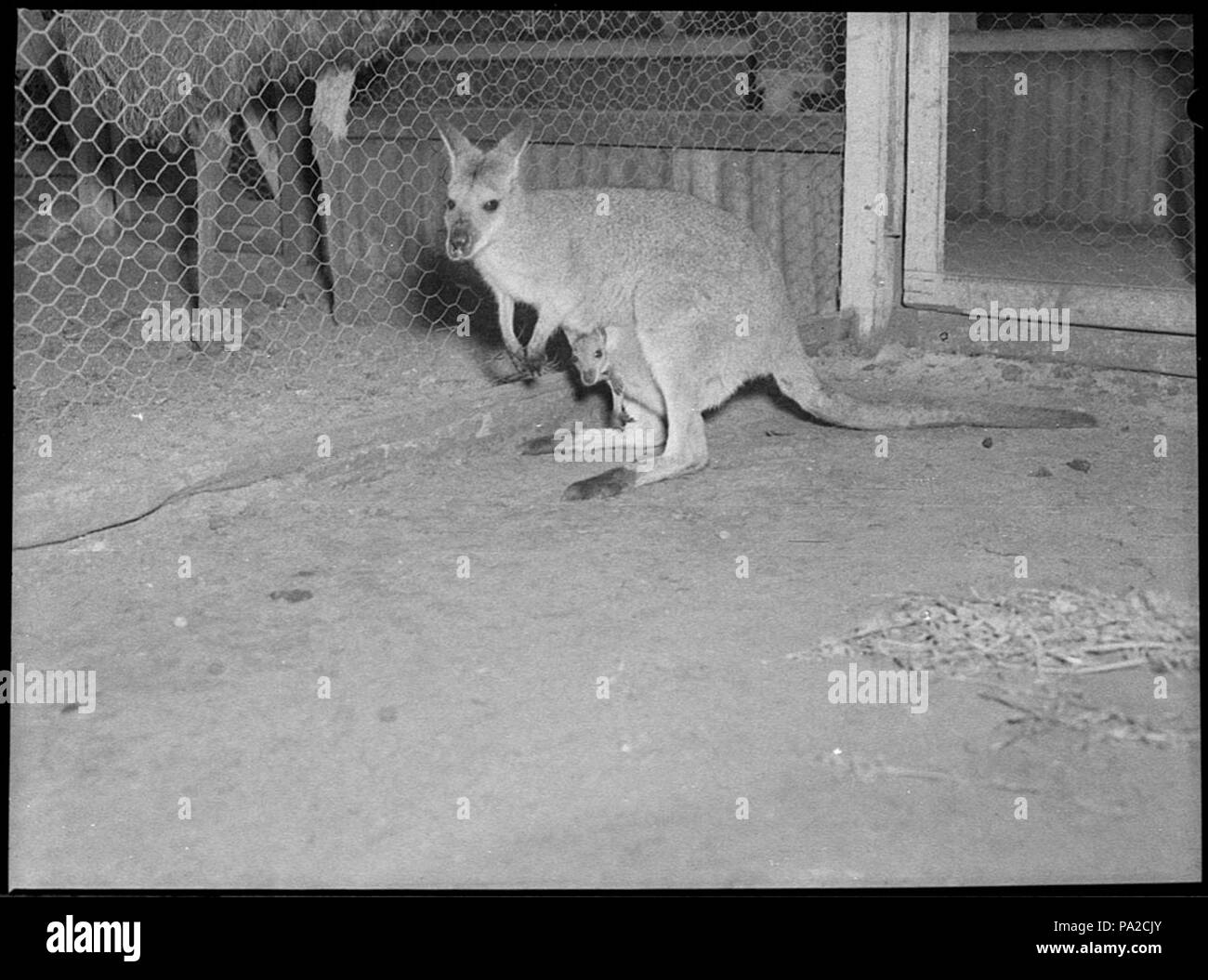 Zoo photograph hi-res stock photography and images - Alamy