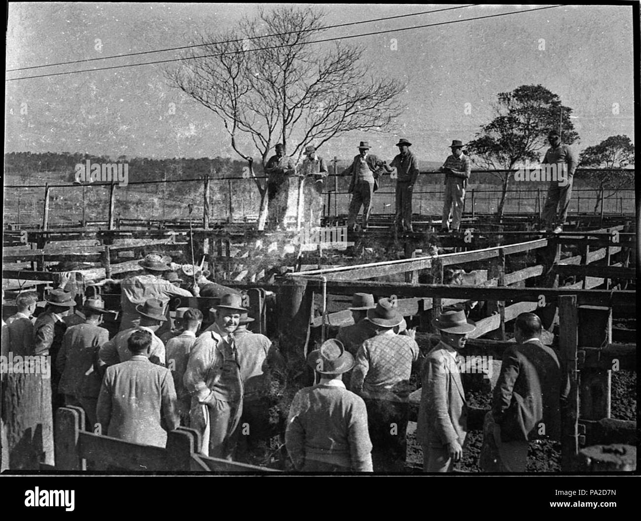 Cattle ranches Black and White Stock Photos & Images - Alamy