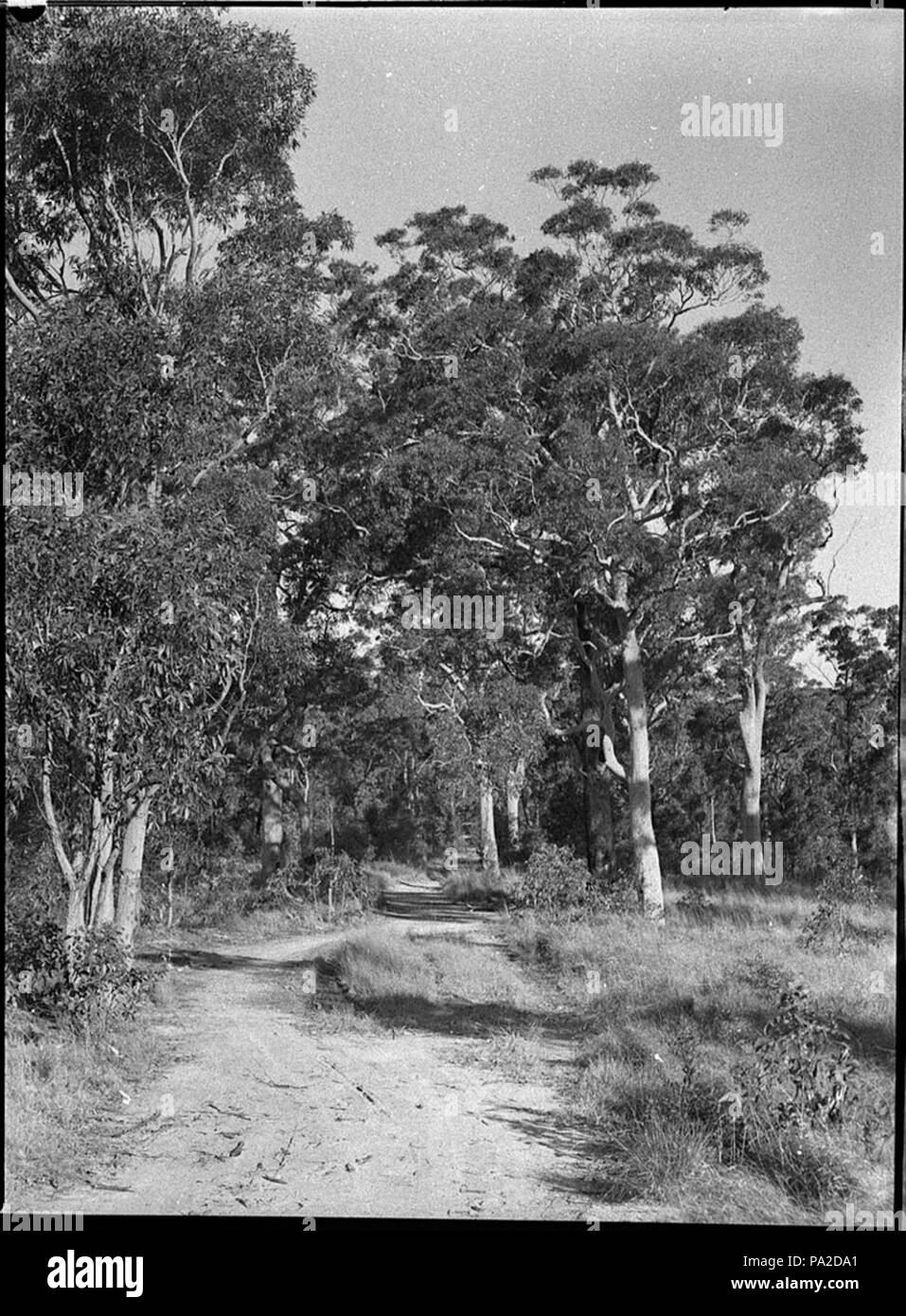 Forest in wales Black and White Stock Photos & Images - Alamy