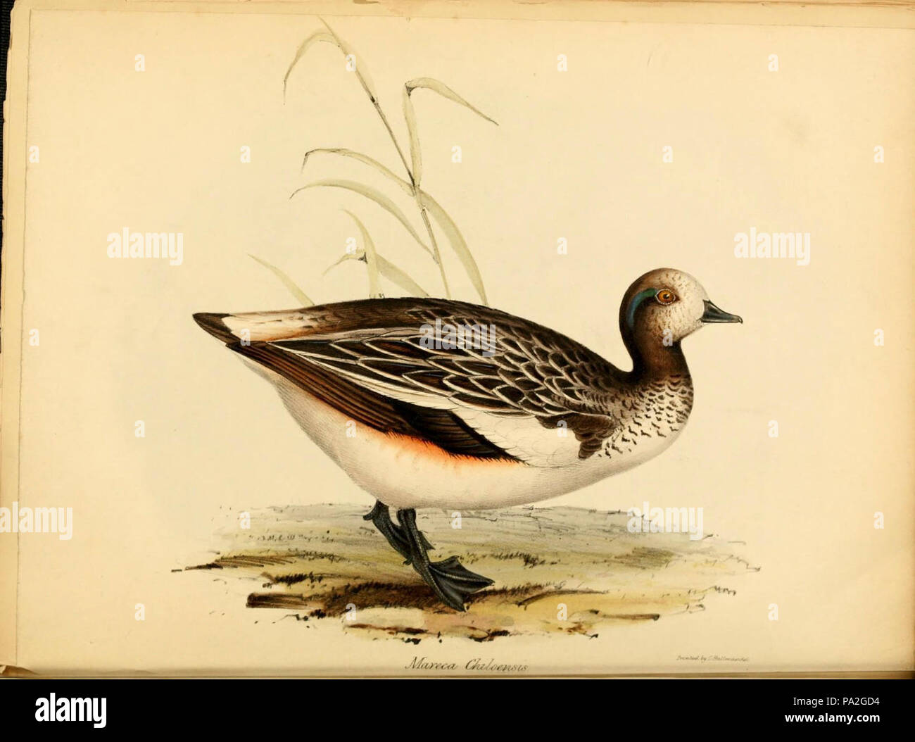 A monograph on the anatidae, or duck tribe Stock Photo - Alamy