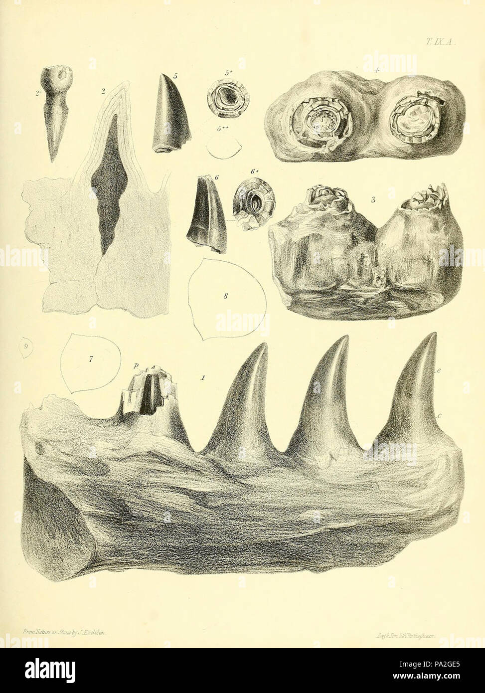 A monograph on the fossil Reptilia of the Cretaceous formations Stock ...