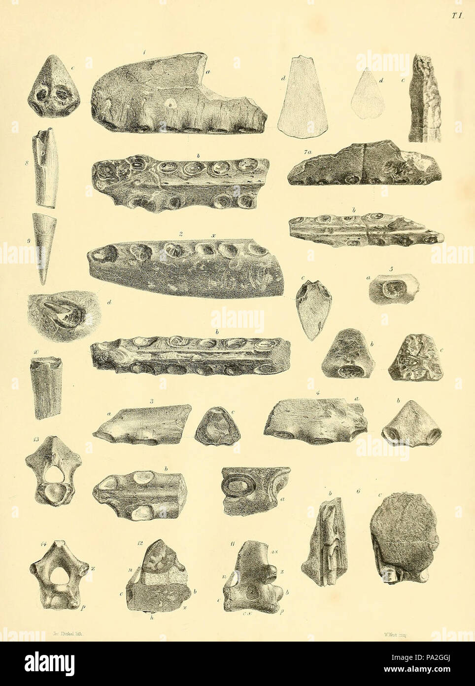 A monograph on the fossil Reptilia of the Cretaceous formations (Tab. I ...