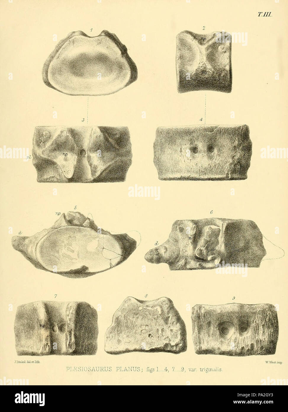 A monograph on the fossil Reptilia of the Cretaceous formations (Tab ...