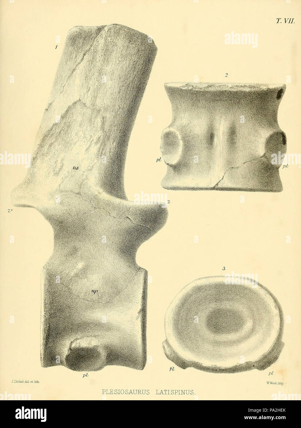 A monograph on the fossil Reptilia of the Cretaceous formations (Tab ...