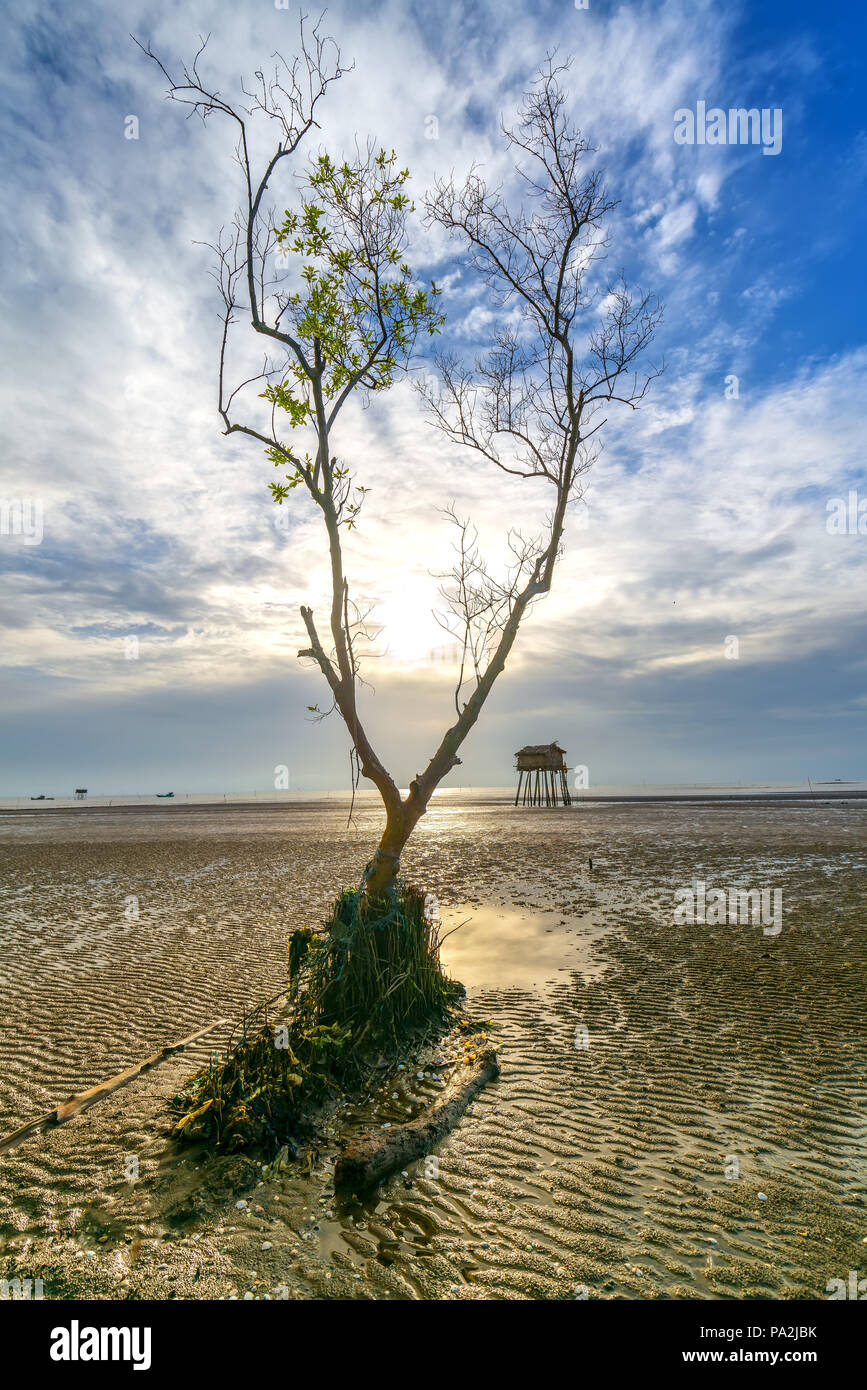 Dawn on the beach with mangrove trees growing on levees alone. These ...