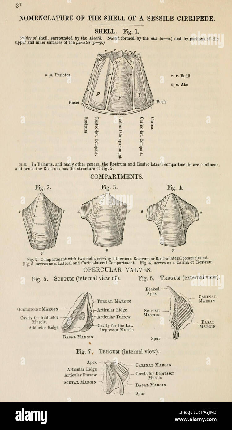 A monograph on the sub-class Cirripedia (Figs. 1-7 Stock Photo - Alamy
