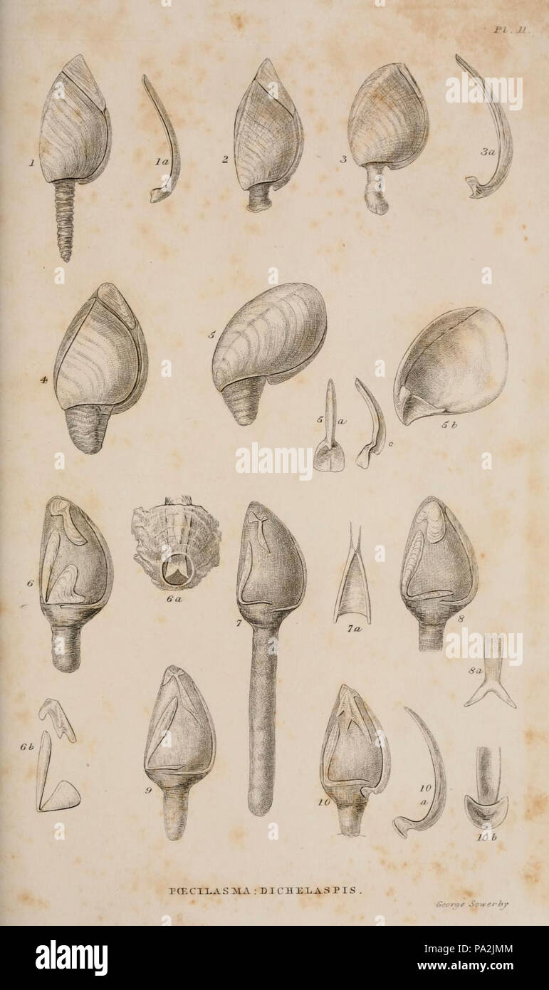 A monograph on the sub-class Cirripedia (Pl. II Stock Photo - Alamy