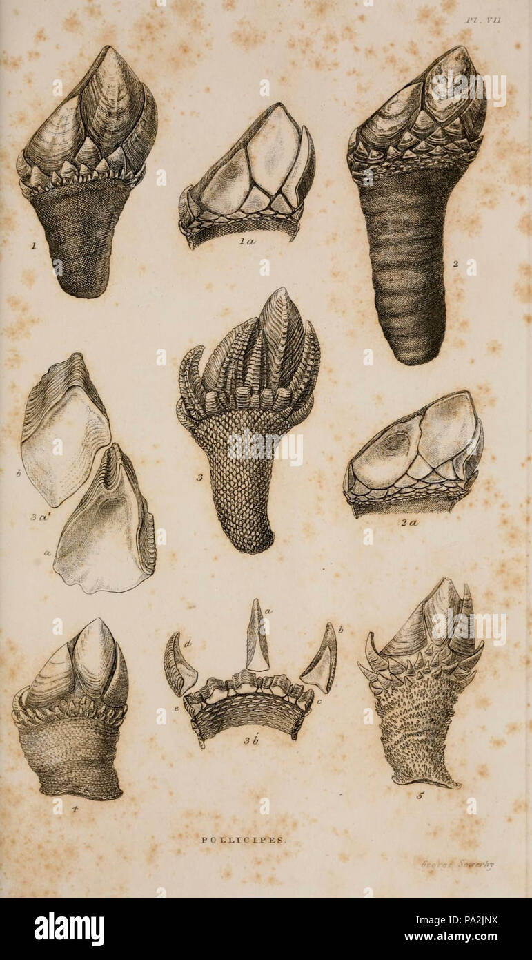 Sub class cirripedia hi-res stock photography and images - Alamy