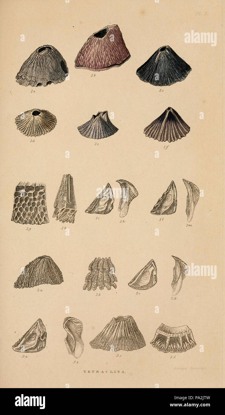 Barnacles cirripedia mblwhoi library hi-res stock photography and ...