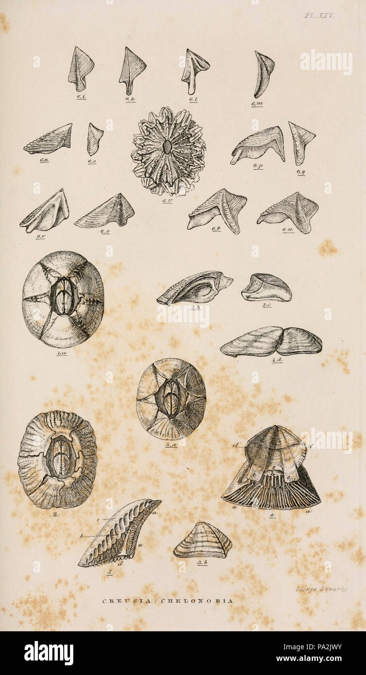 A monograph on the sub-class Cirripedia (Plate XIV Stock Photo - Alamy