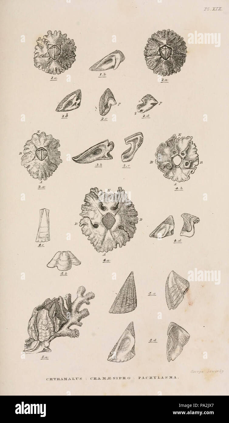 Barnacles cirripedia mblwhoi library hi-res stock photography and ...