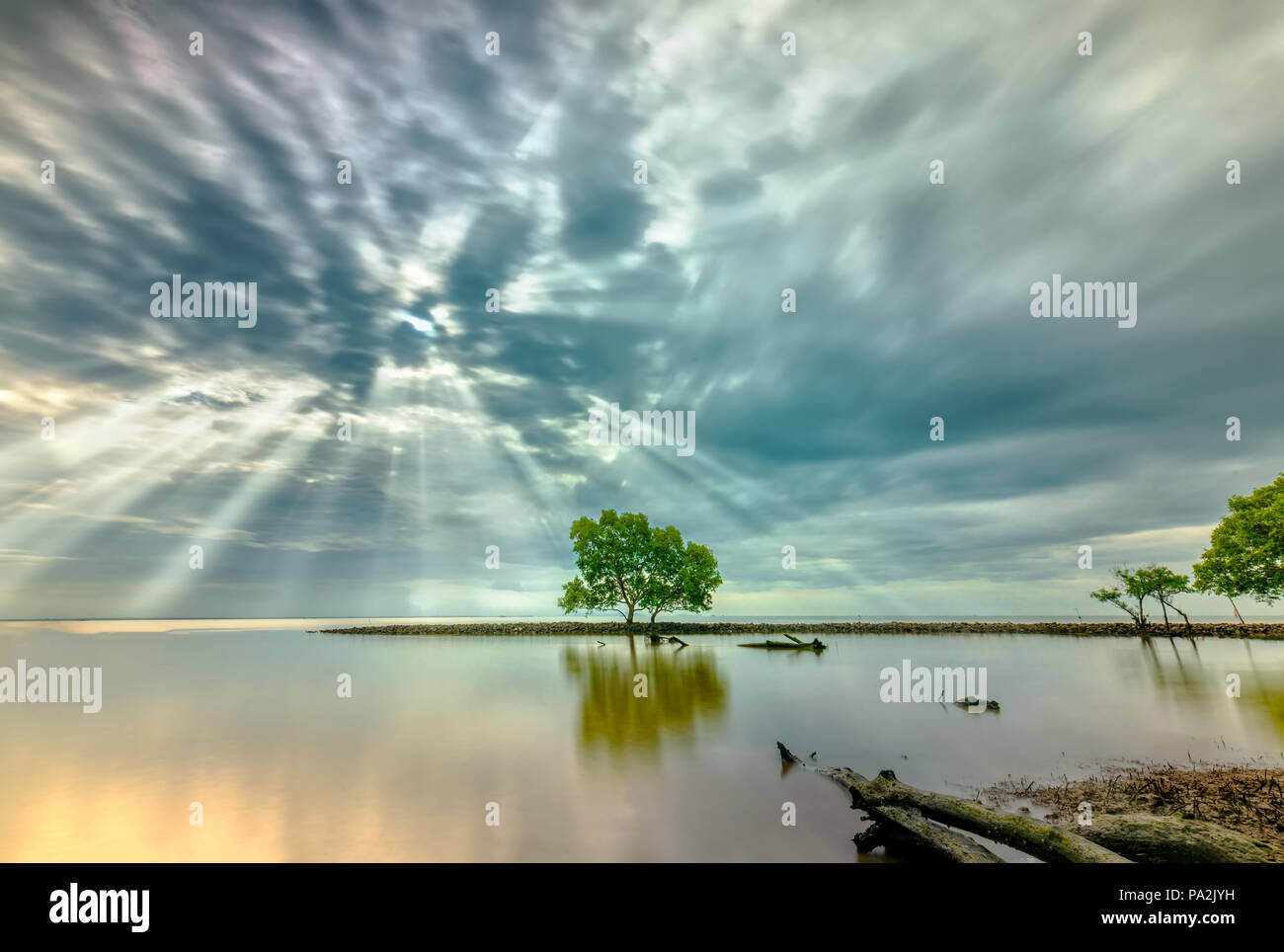 Dawn on the beach with mangrove trees growing on levees alone. These ...