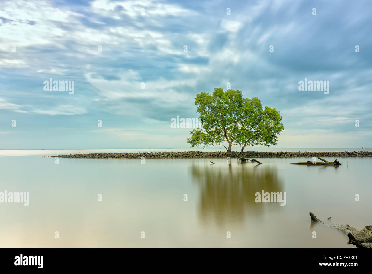 Dawn on the beach with mangrove trees growing on levees alone. These ...