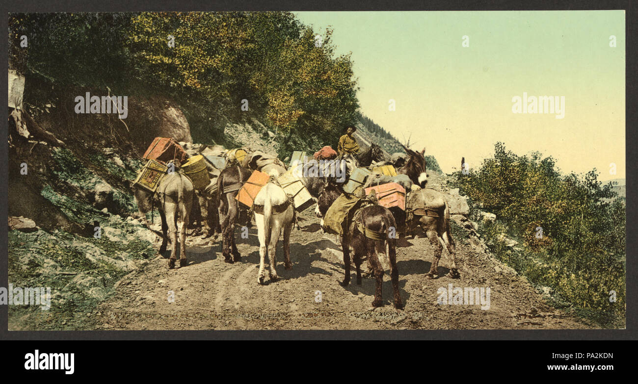 Mule train images hi-res stock photography and images - Alamy
