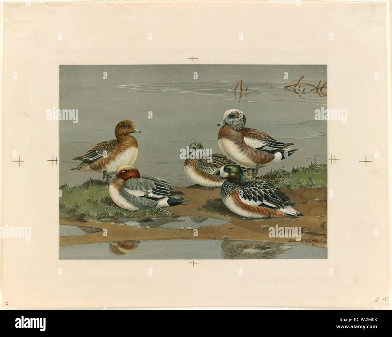 Five ducks hi-res stock photography and images - Alamy