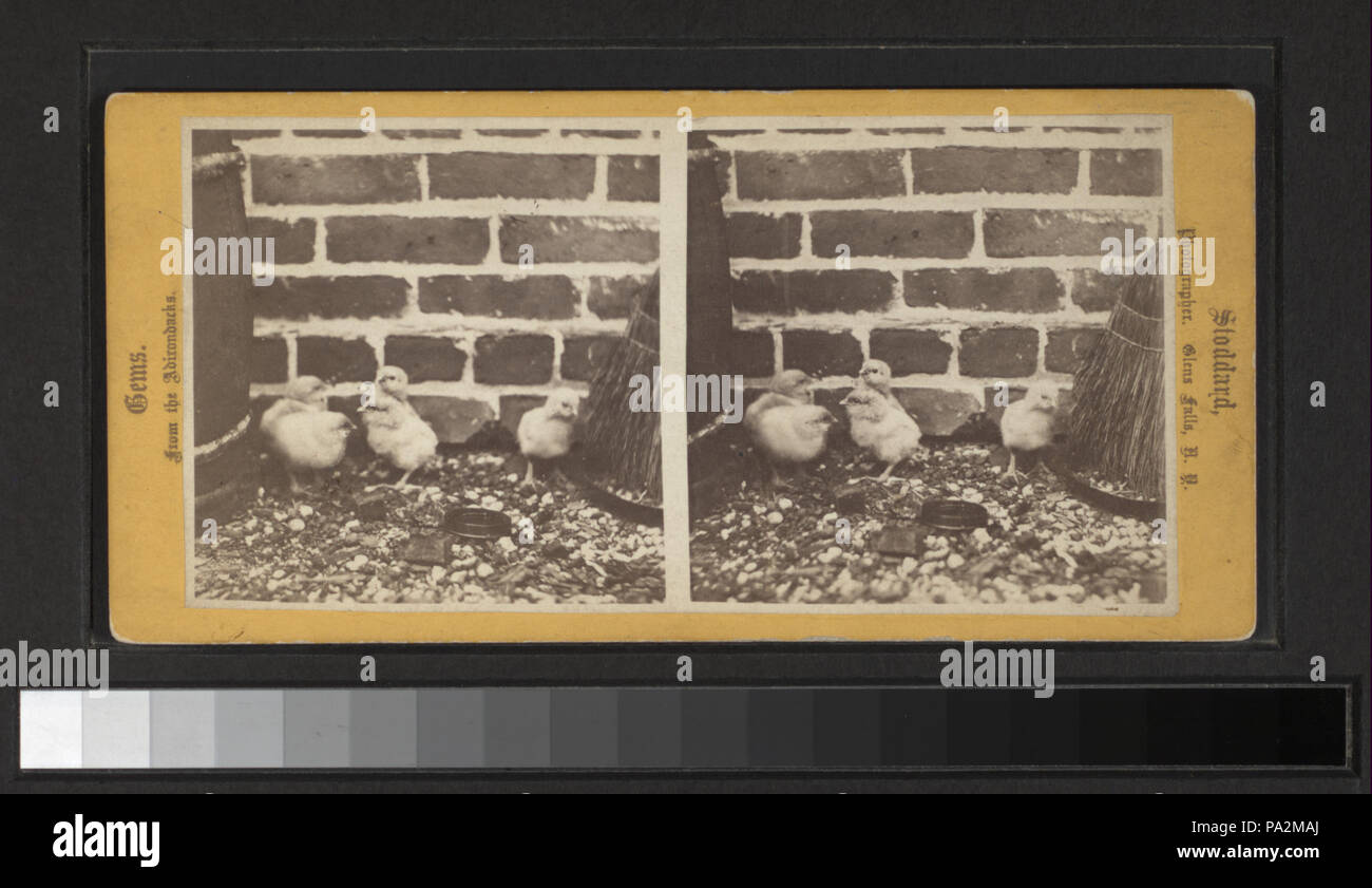 305 Chicks near brick wall (NYPL b11708219-G91F094 057F Stock Photo - Alamy