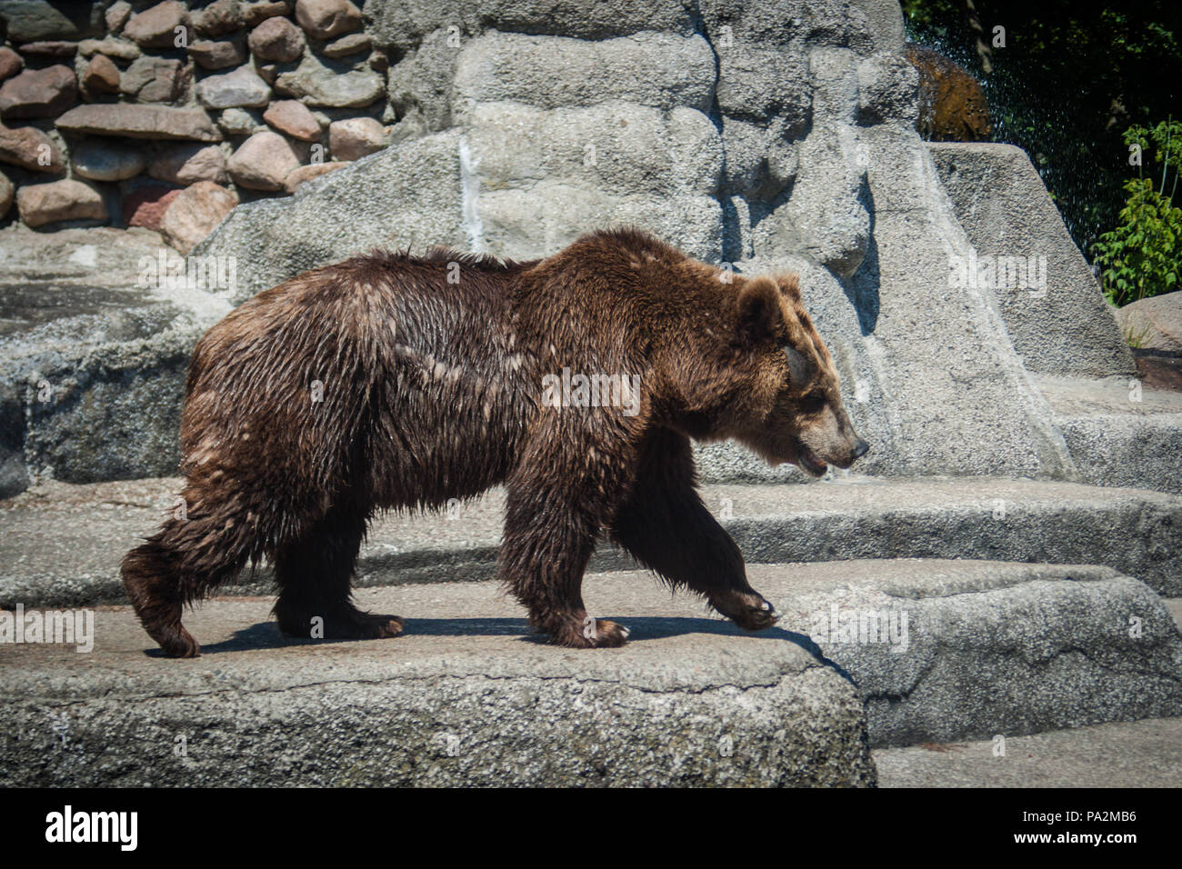 Wild bear walking Stock Photo - Alamy