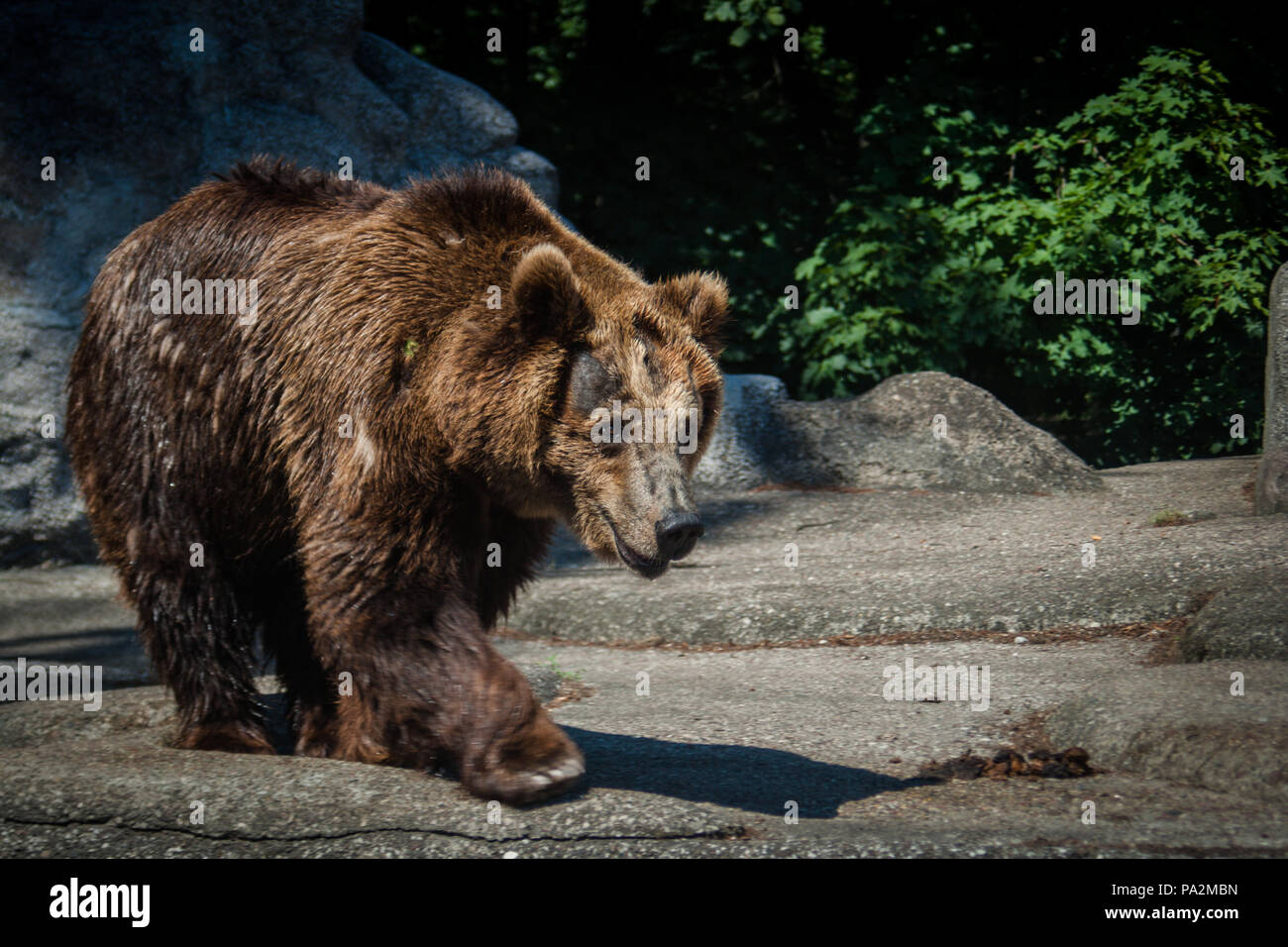 Wild bear walking Stock Photo - Alamy