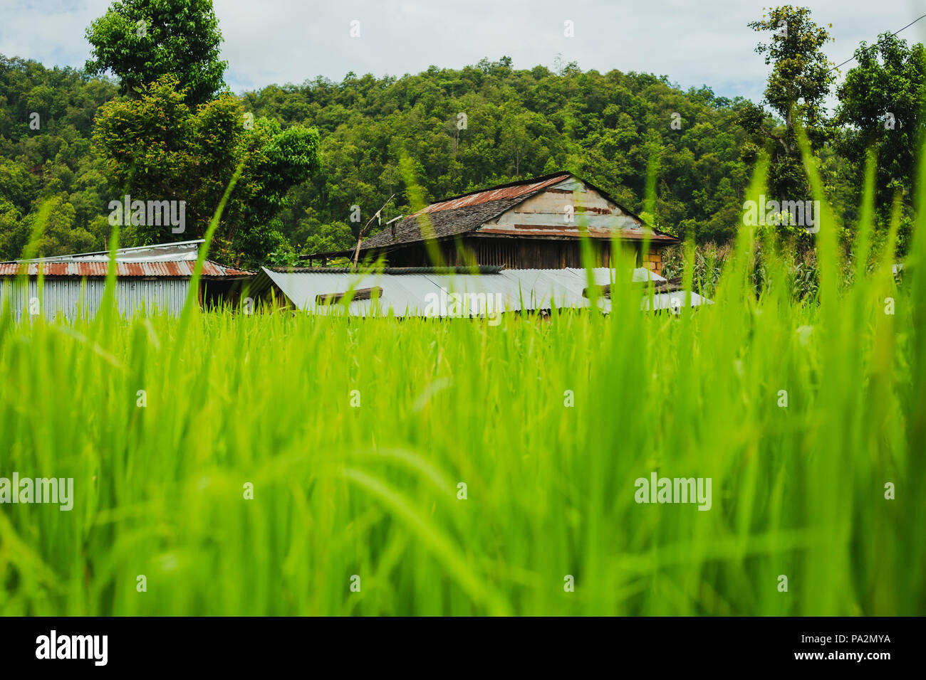 Scenery of beautiful Nepali traditional house with mountains and green ...