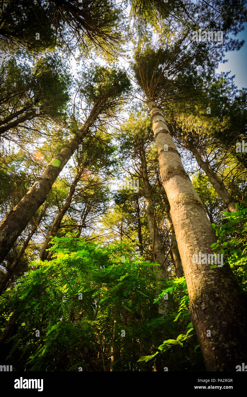 Perspective of green forest trees in summer Stock Photo - Alamy