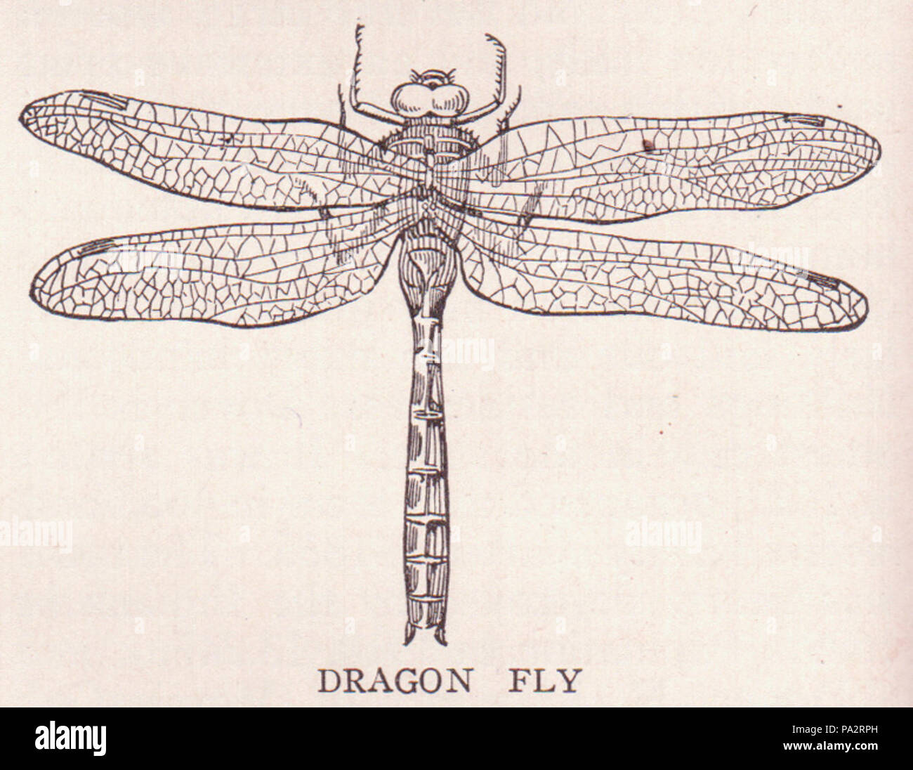 Dragonfly anatomy hi-res stock photography and images - Alamy