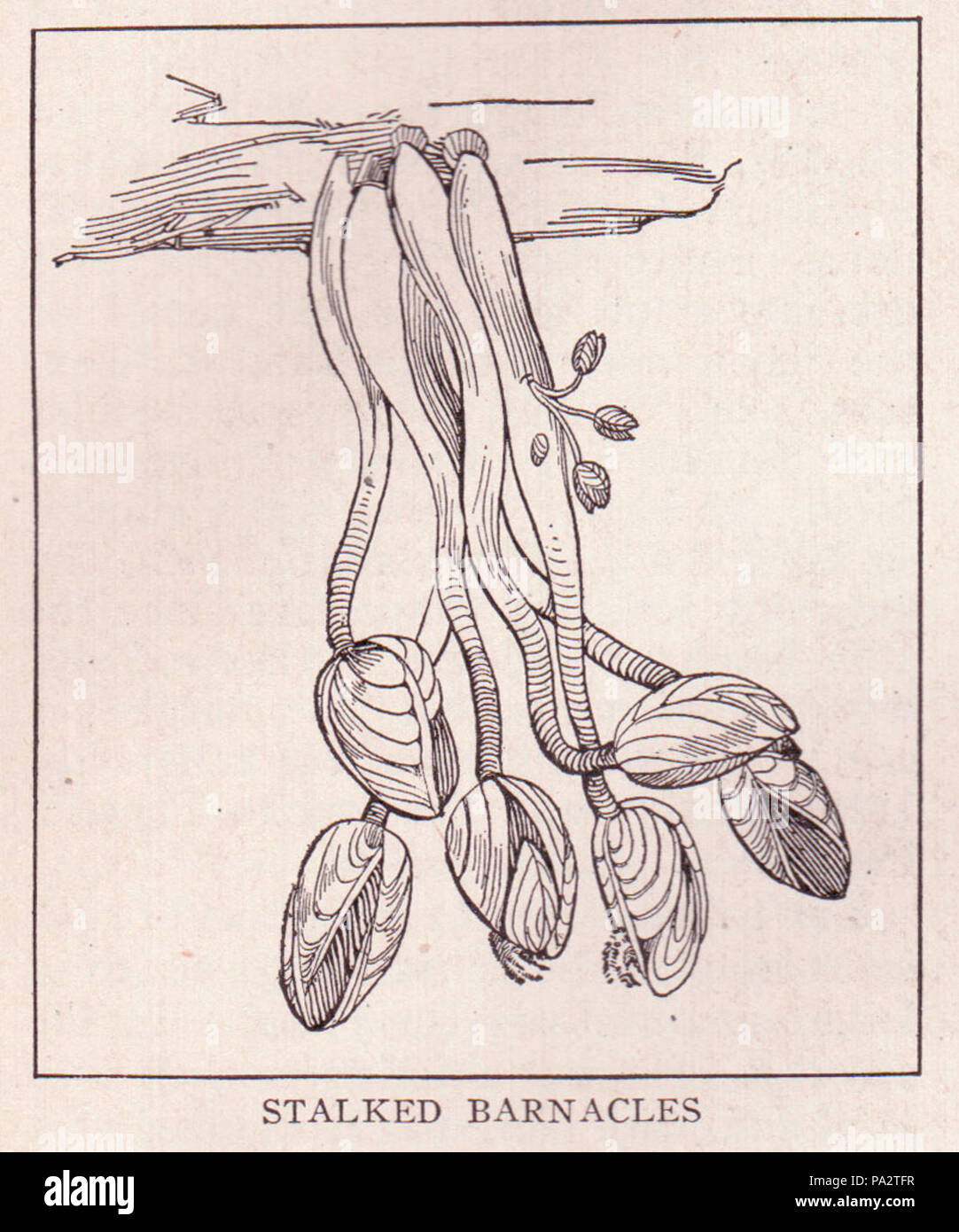 Biofouling ship hi-res stock photography and images - Alamy