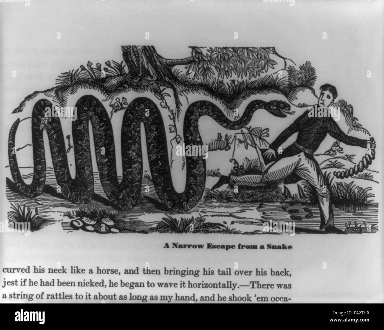 A narrow escape from a snake Stock Photo - Alamy