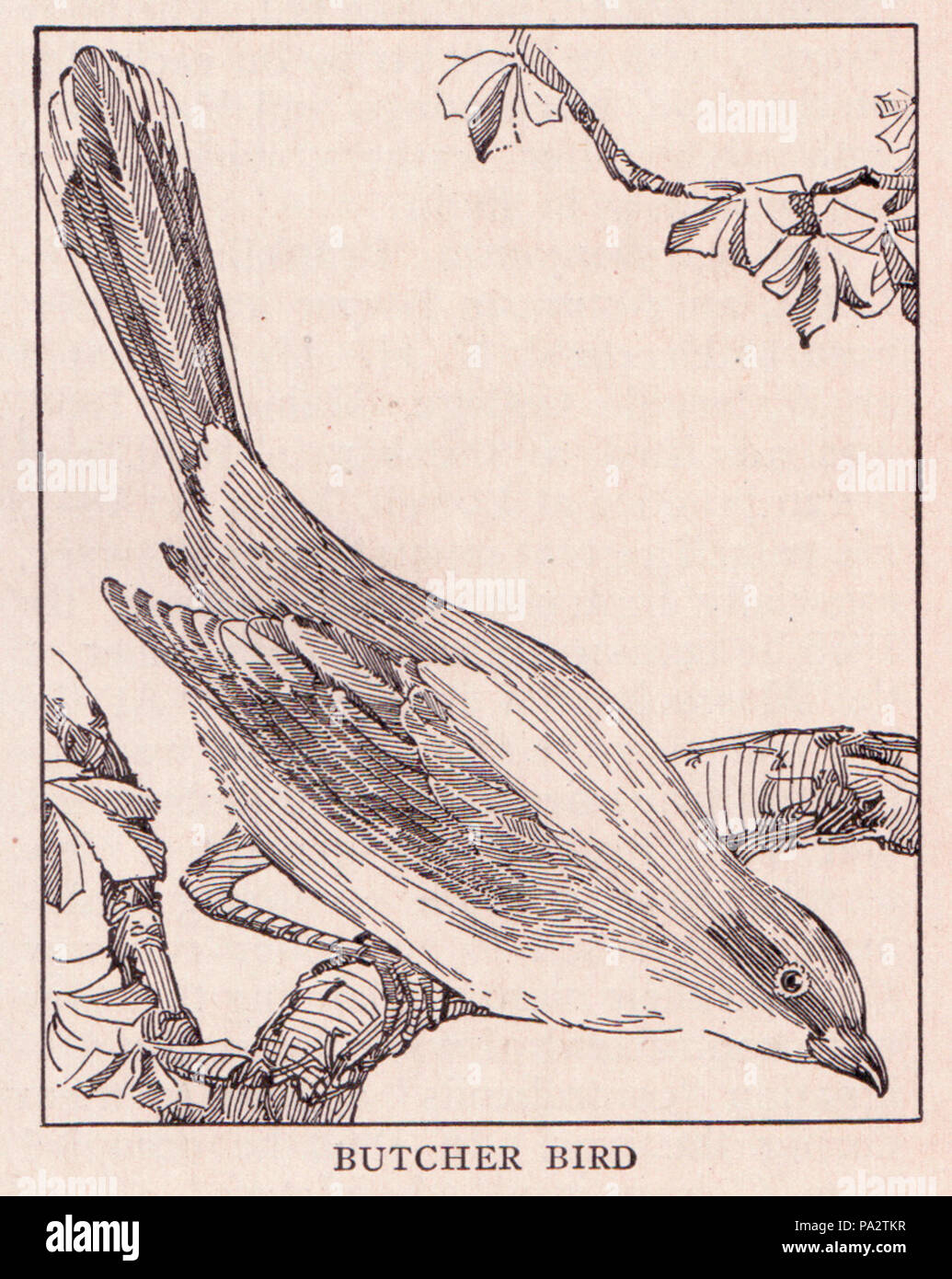 The butcher bird hi-res stock photography and images - Alamy