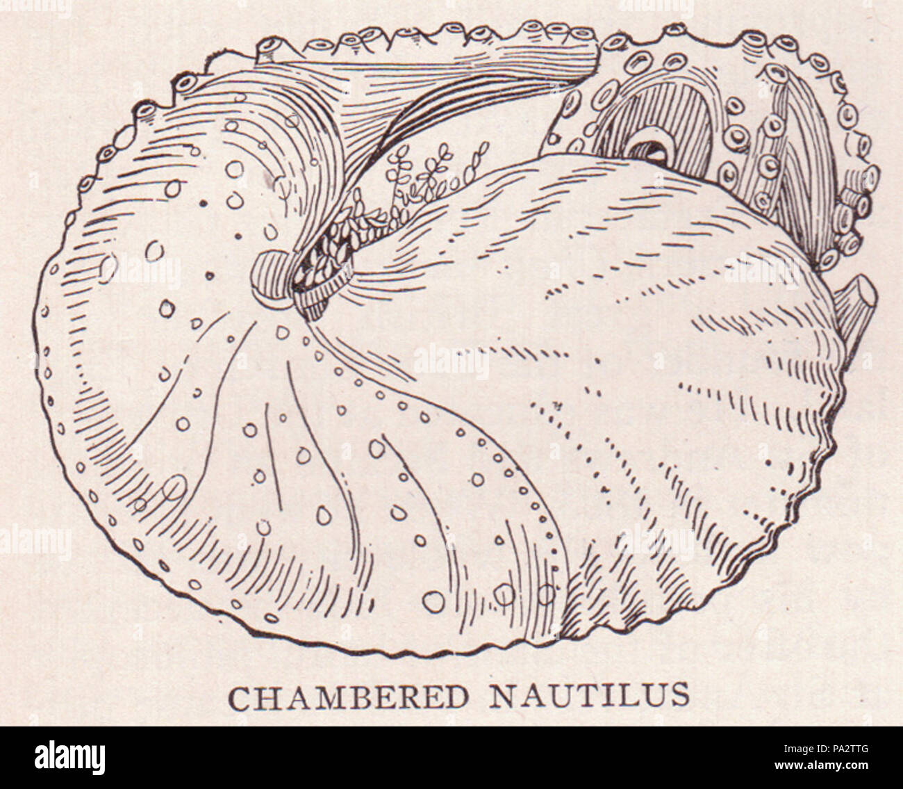 The chambered nautilus hi-res stock photography and images - Alamy