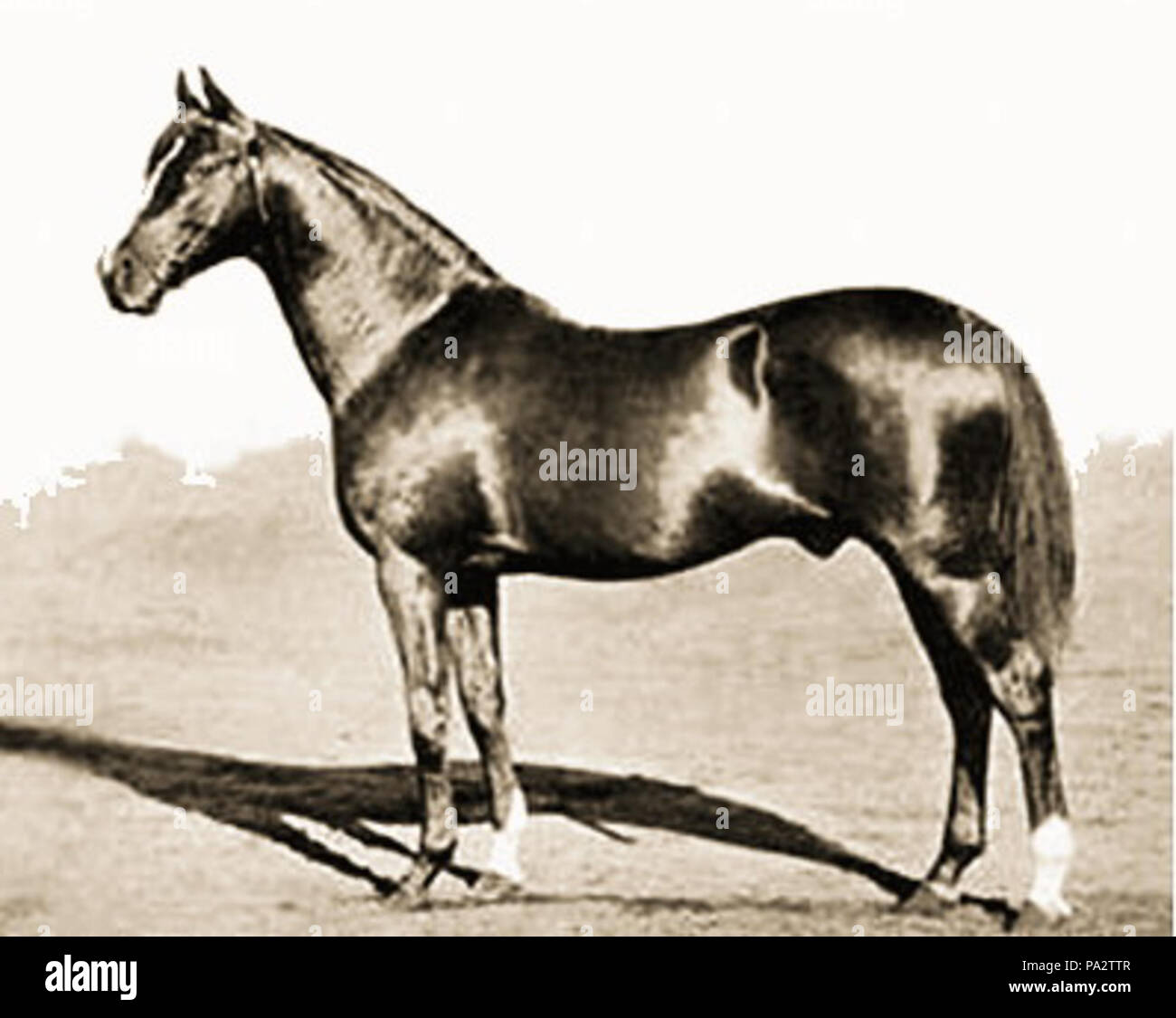 Cyllene hi-res stock photography and images - Alamy