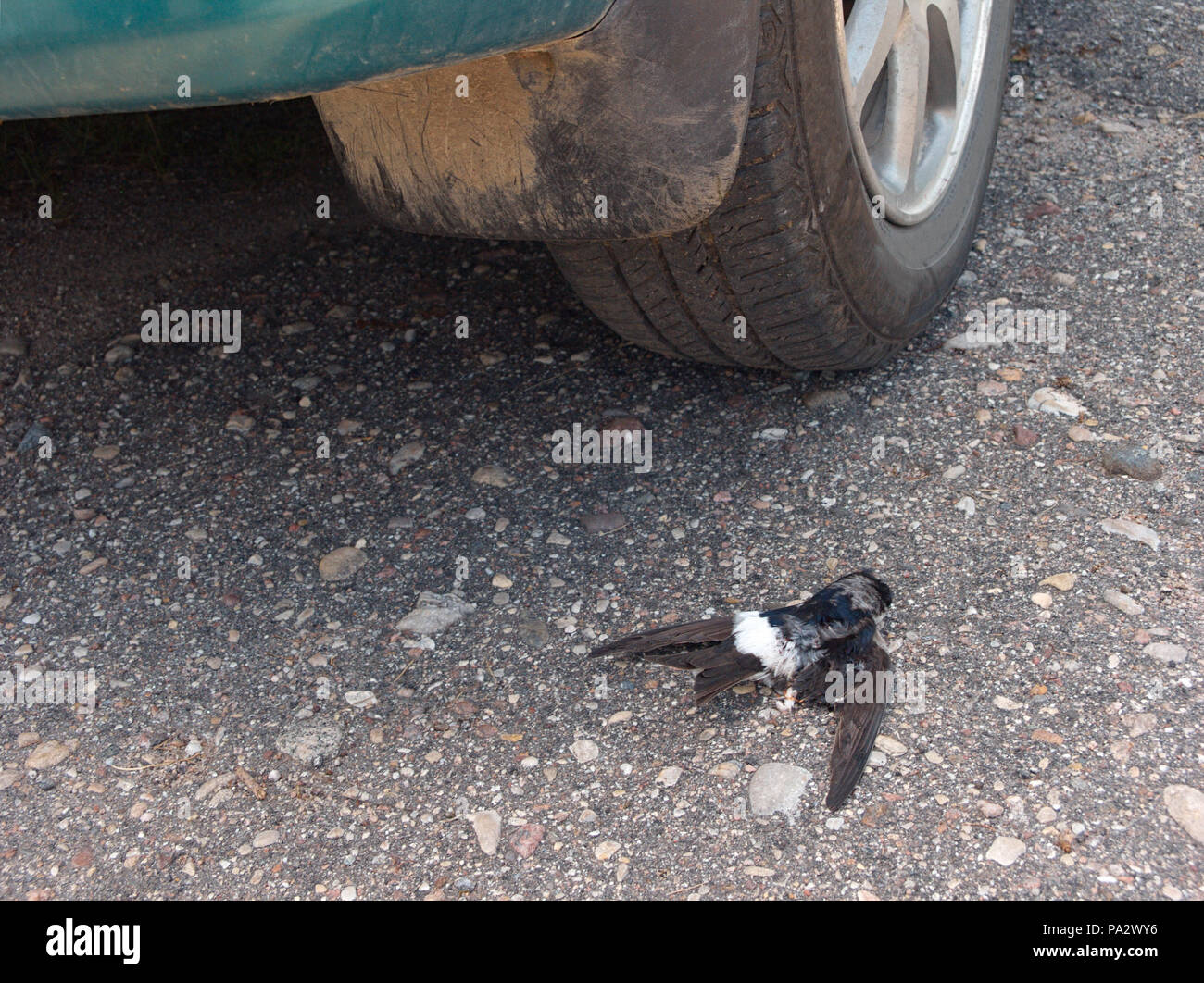 Closeup of a dead bird under a car wheel Stock Photo - Alamy