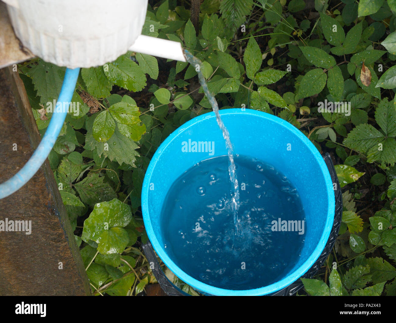 Closeup of a plastic bucket filling with water in a garden Stock Photo ...