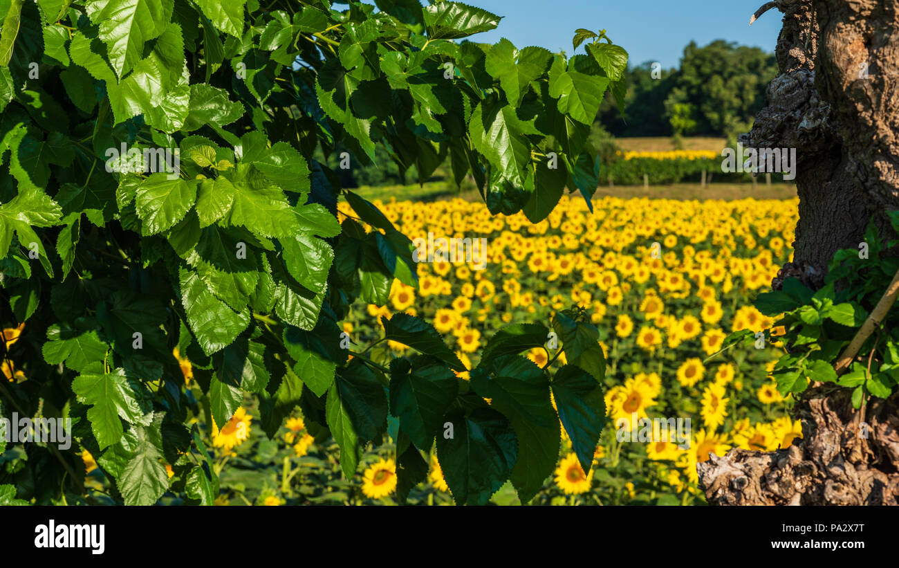 Sunflowers in blue Stock Photo - Alamy